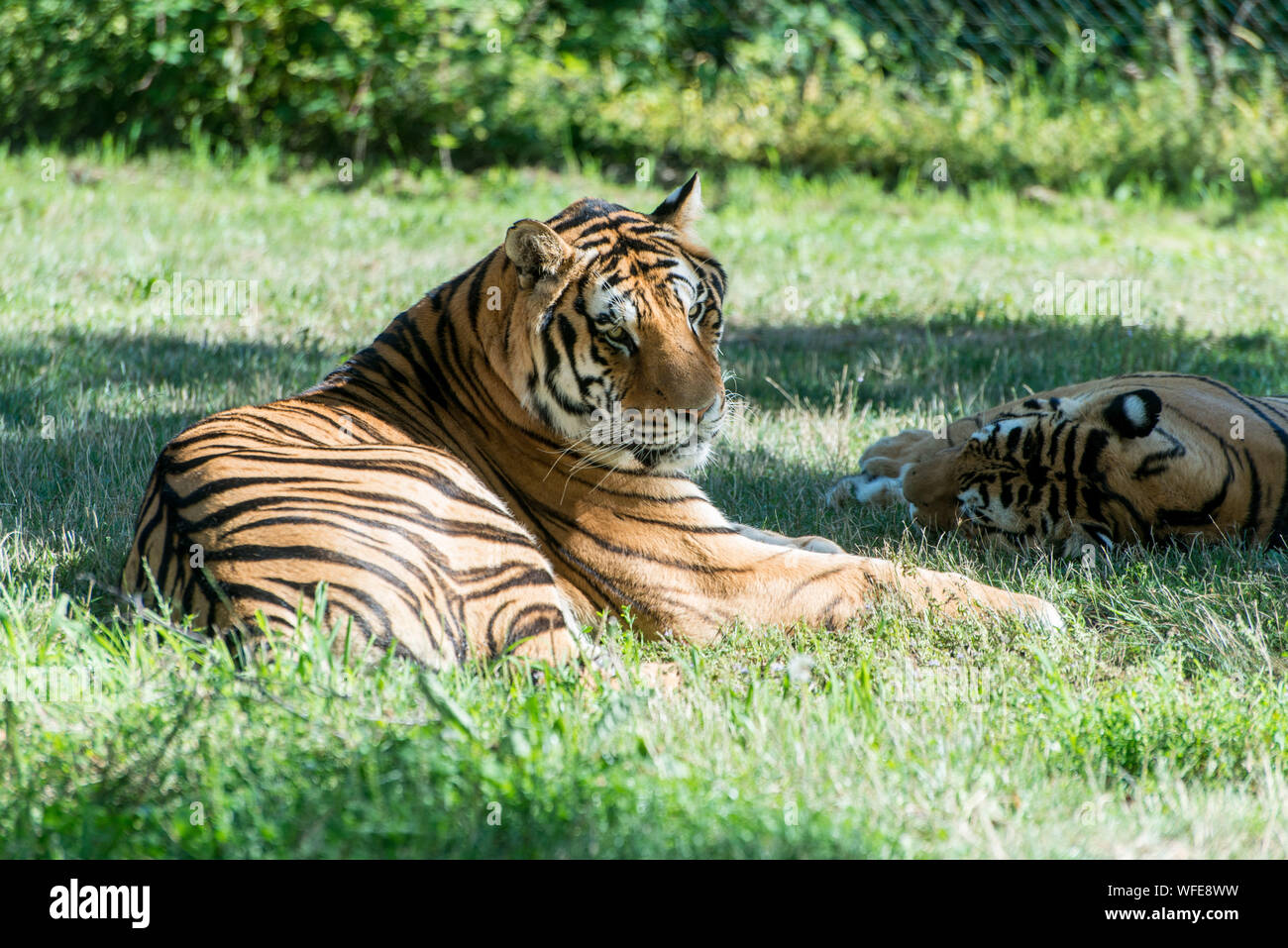 Sitting on tiger hi-res stock photography and images - Alamy