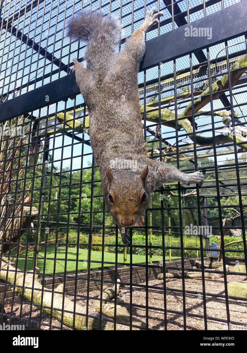 Squirrel In Cage High Resolution Stock Photography and Images - Alamy