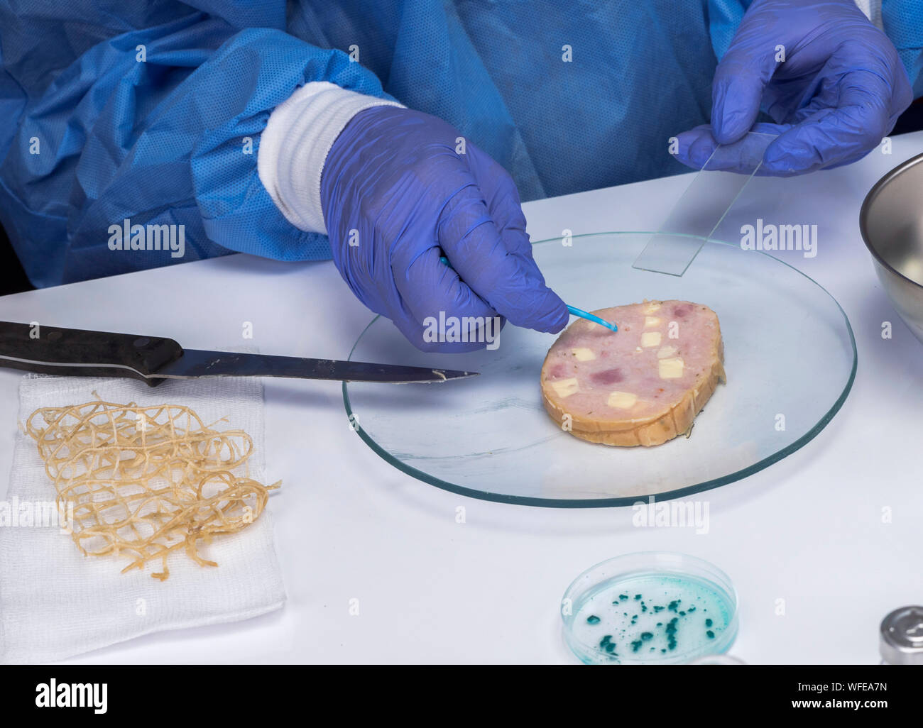 Listeria monocytogenes petri hi-res stock photography and images - Alamy