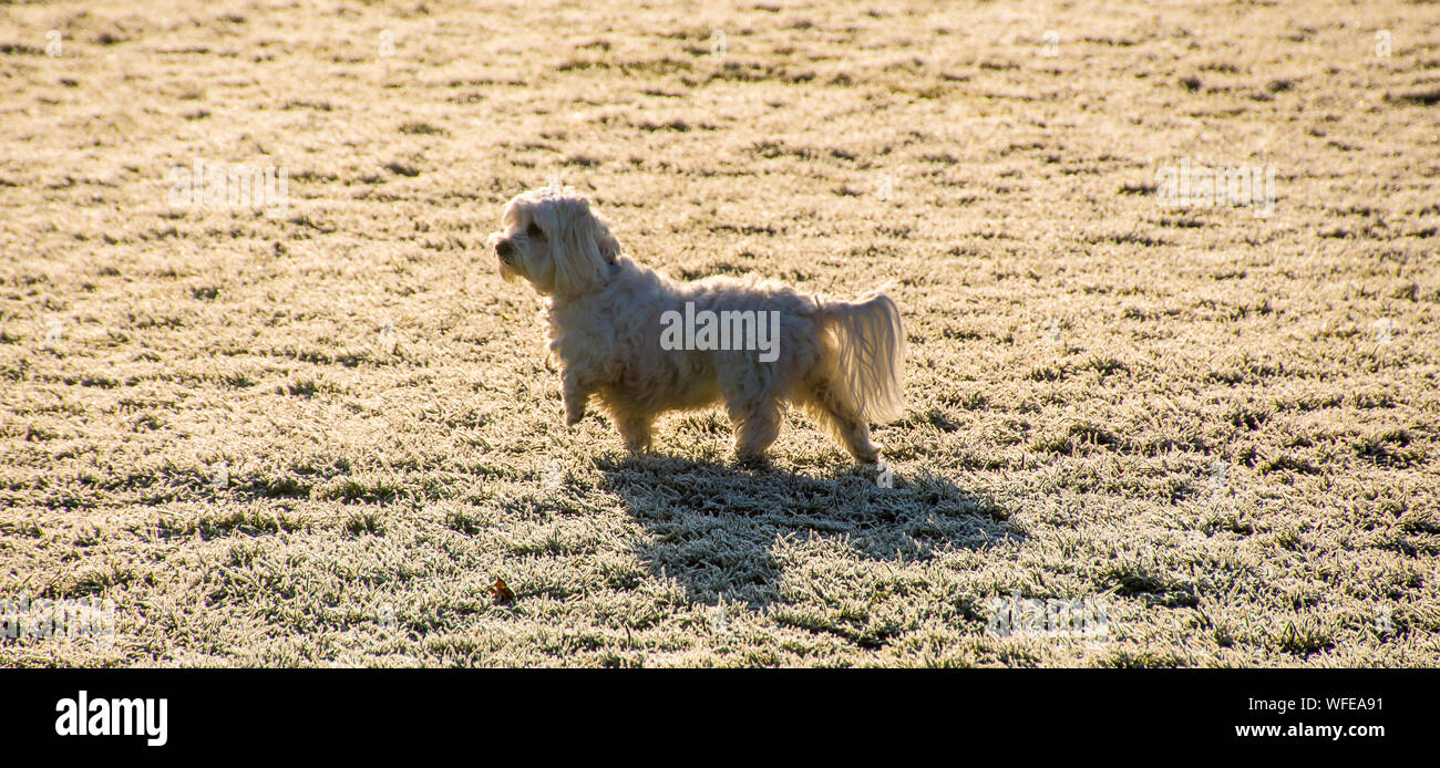 Maltese Field High Resolution Stock Photography and Images - Alamy