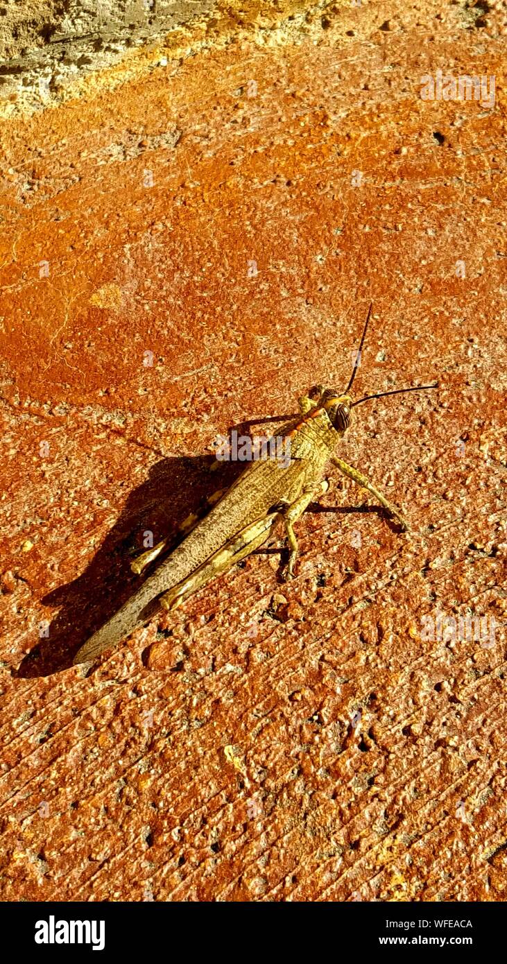 Grasshopper shadow hi-res stock photography and images - Alamy