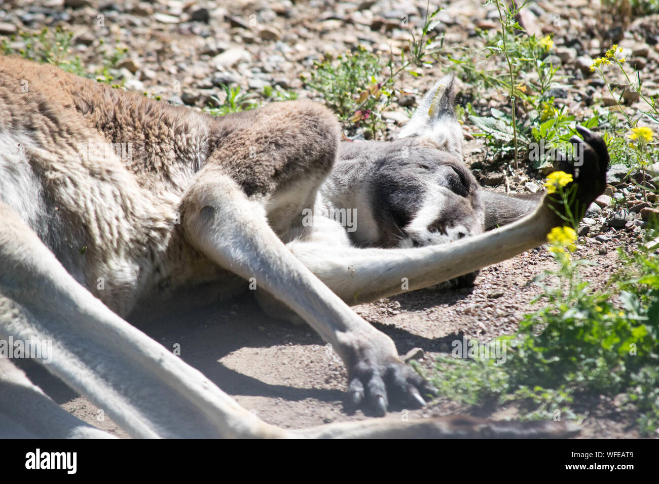 Kangaroo Lying Down High Resolution Stock Photography and Images - Alamy