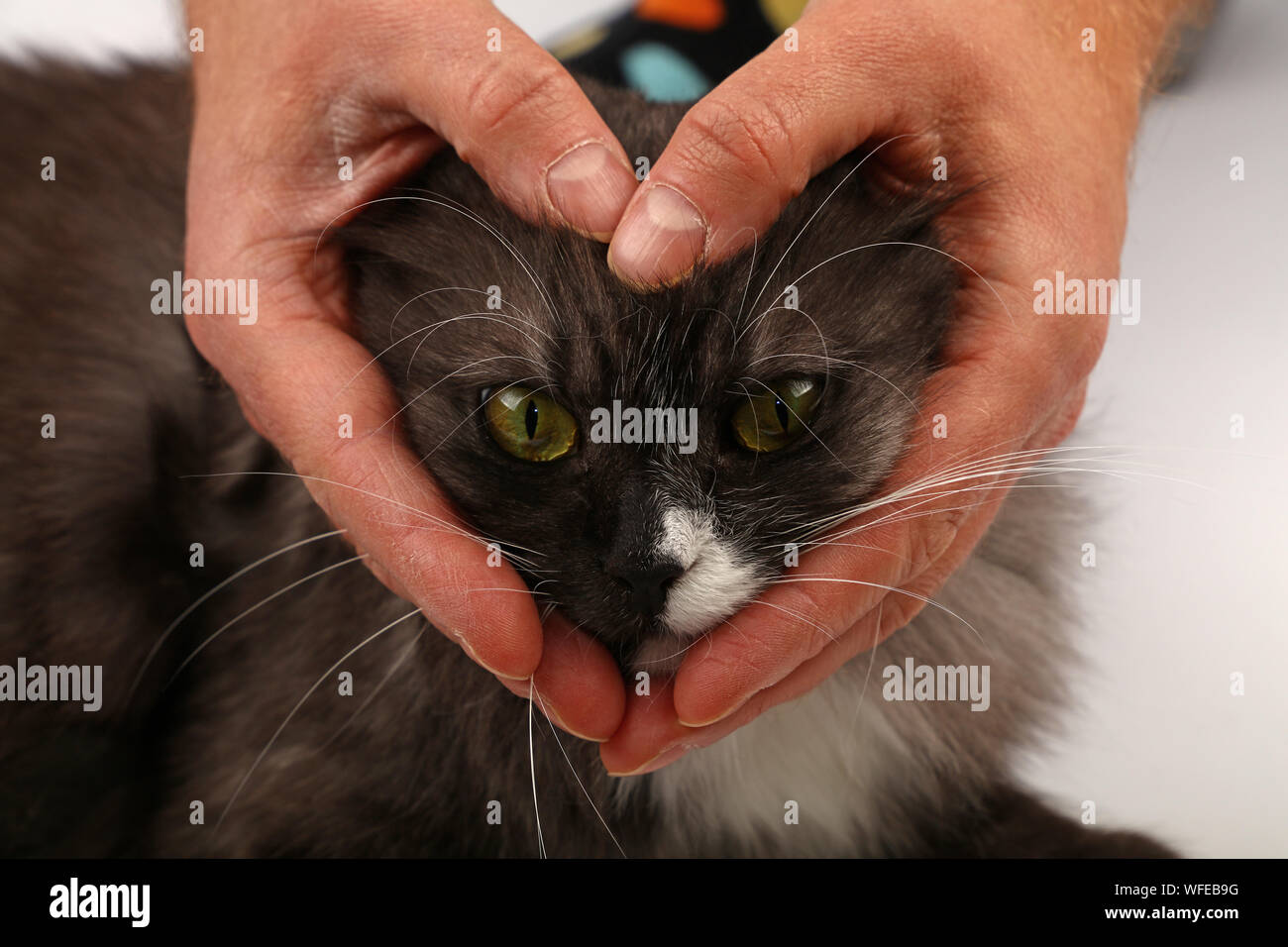 Cat holding human hand hi-res stock photography and images - Alamy