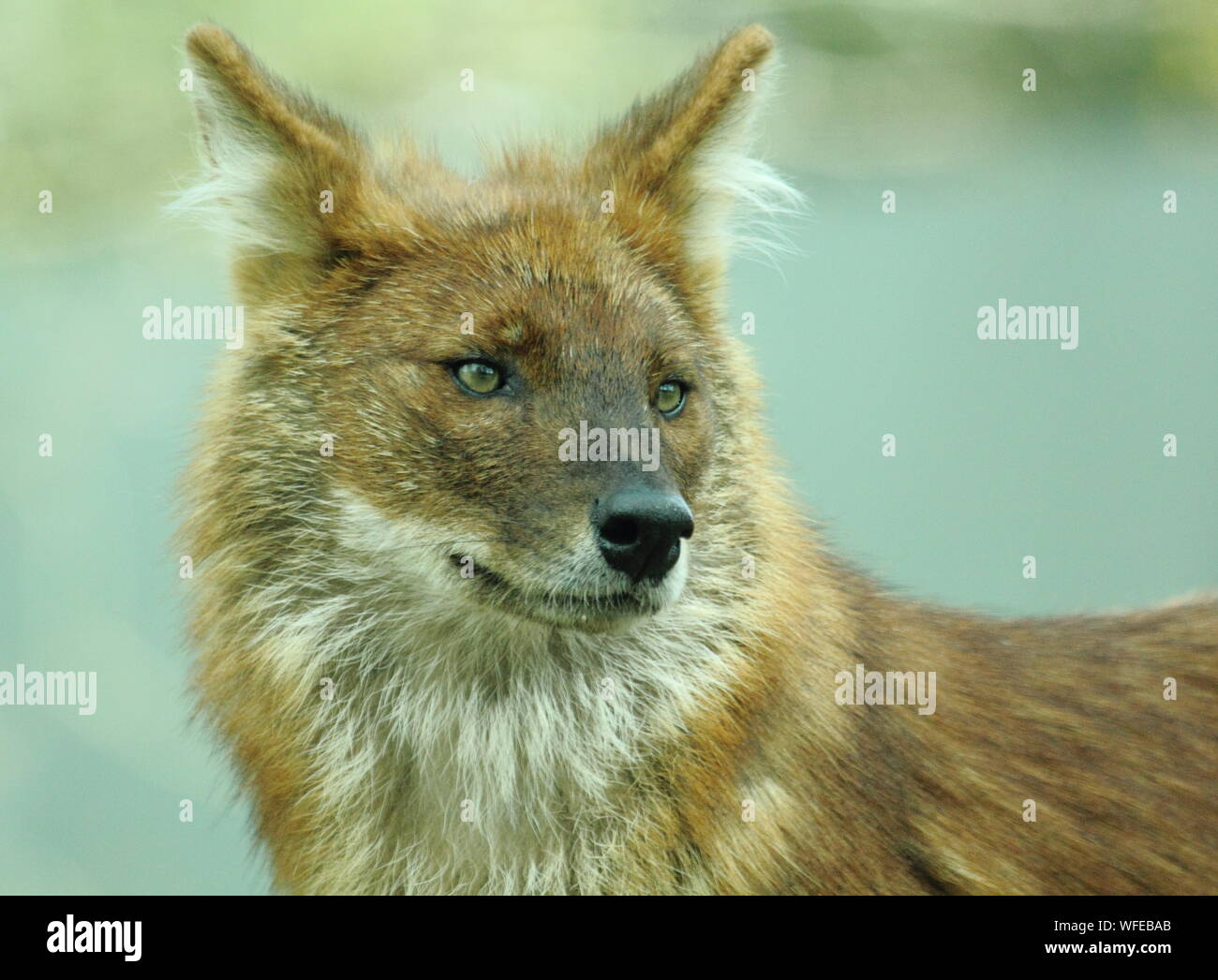 Dhole hi-res stock photography and images - Alamy