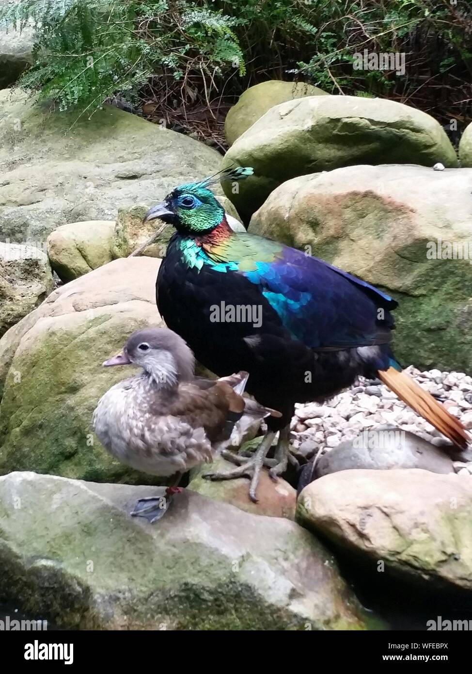 Monal High Resolution Stock Photography and Images - Alamy