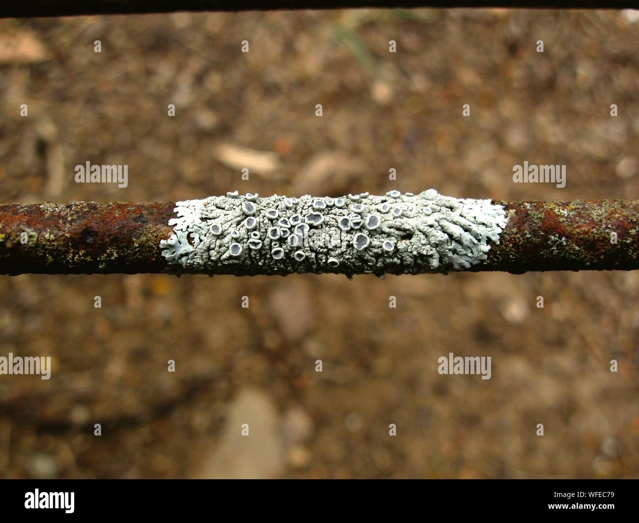 Large barnacles hi-res stock photography and images - Alamy