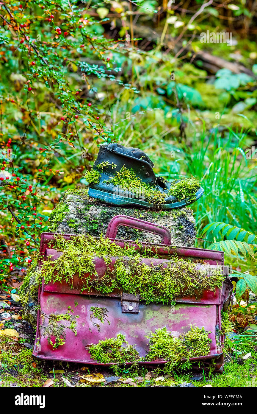 Moss on shoe hi-res stock photography and images - Alamy