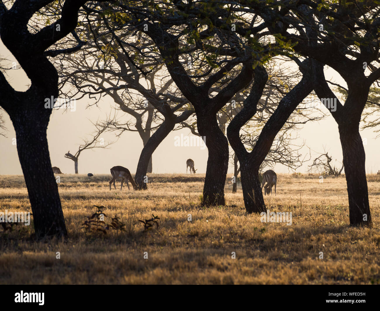 Swaziland people hi-res stock photography and images - Alamy