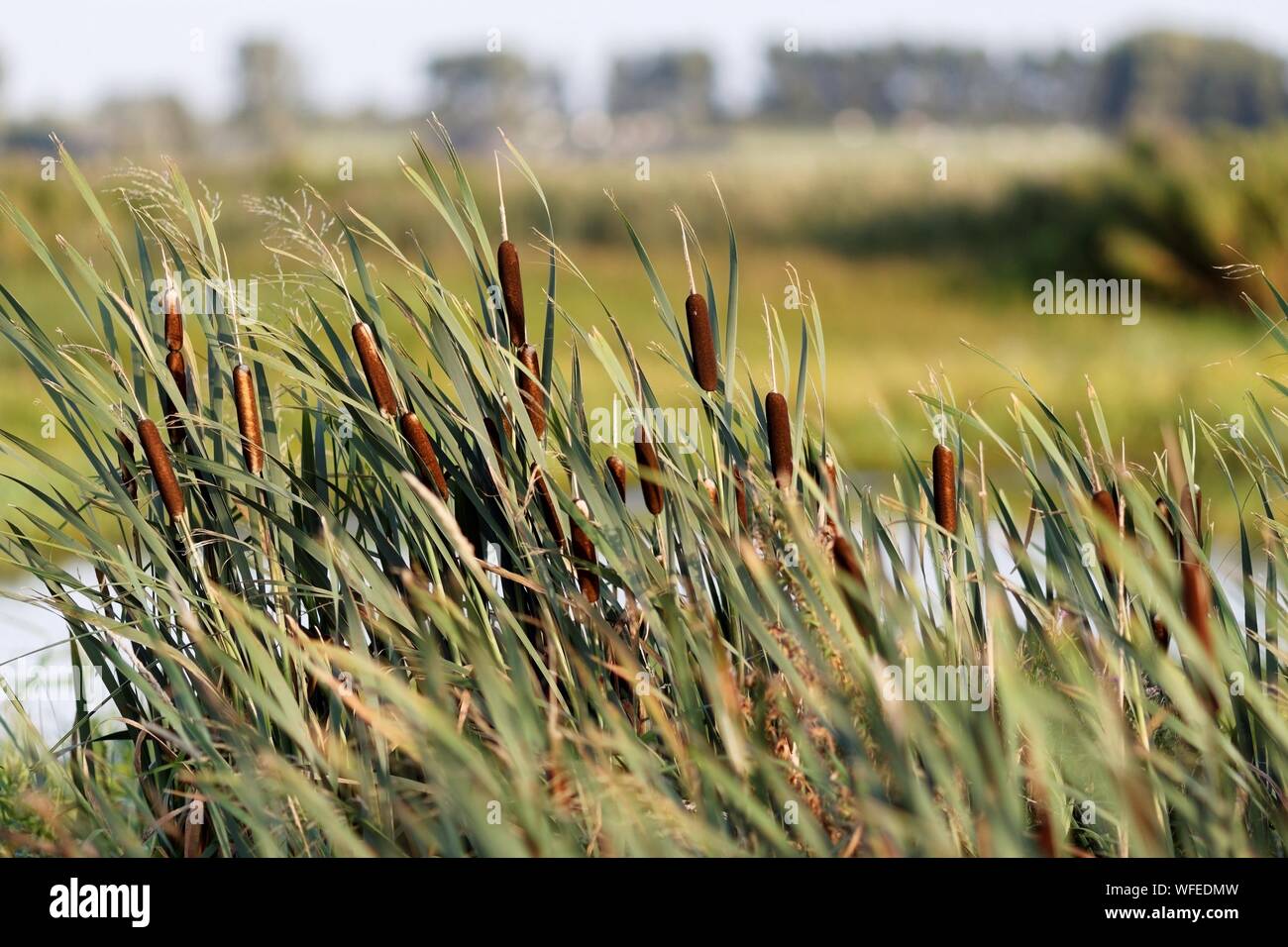 Cattails hi-res stock photography and images - Alamy