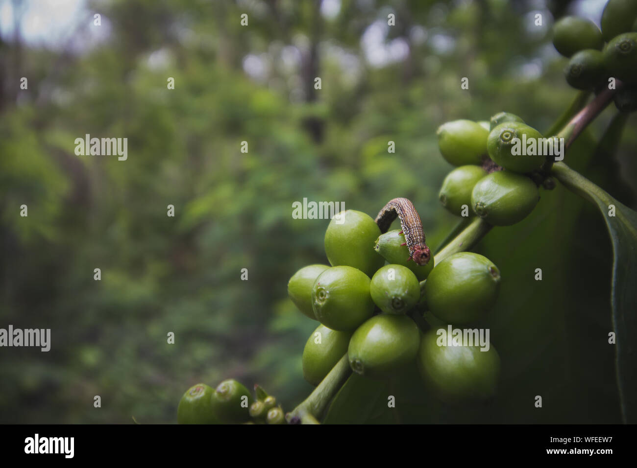 Wild coffee beans hi-res stock photography and images - Alamy