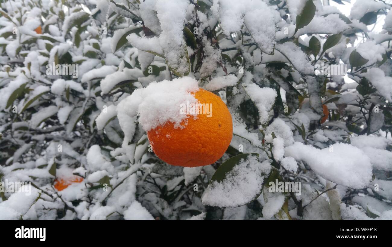 Orange fruit tree snow hi-res stock photography and images - Alamy