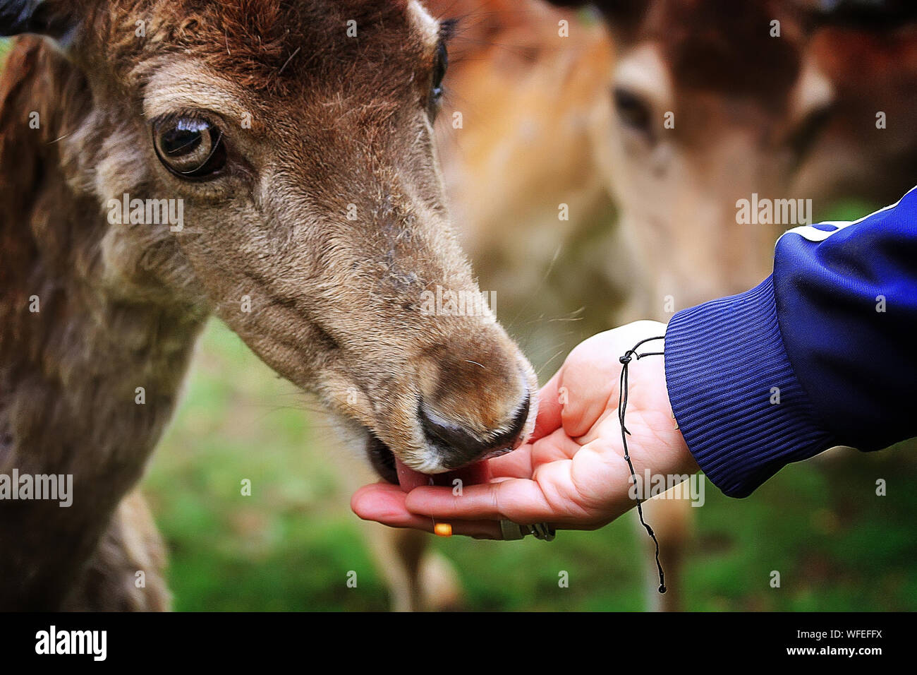 Person feeding deer hi-res stock photography and images - Alamy