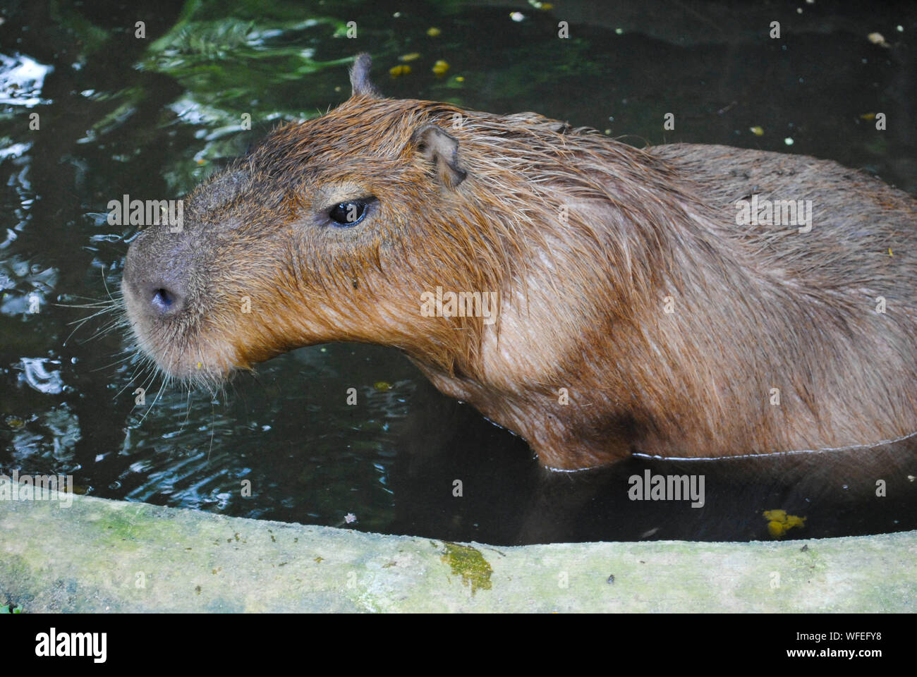Wet capybara hi-res stock photography and images - Alamy