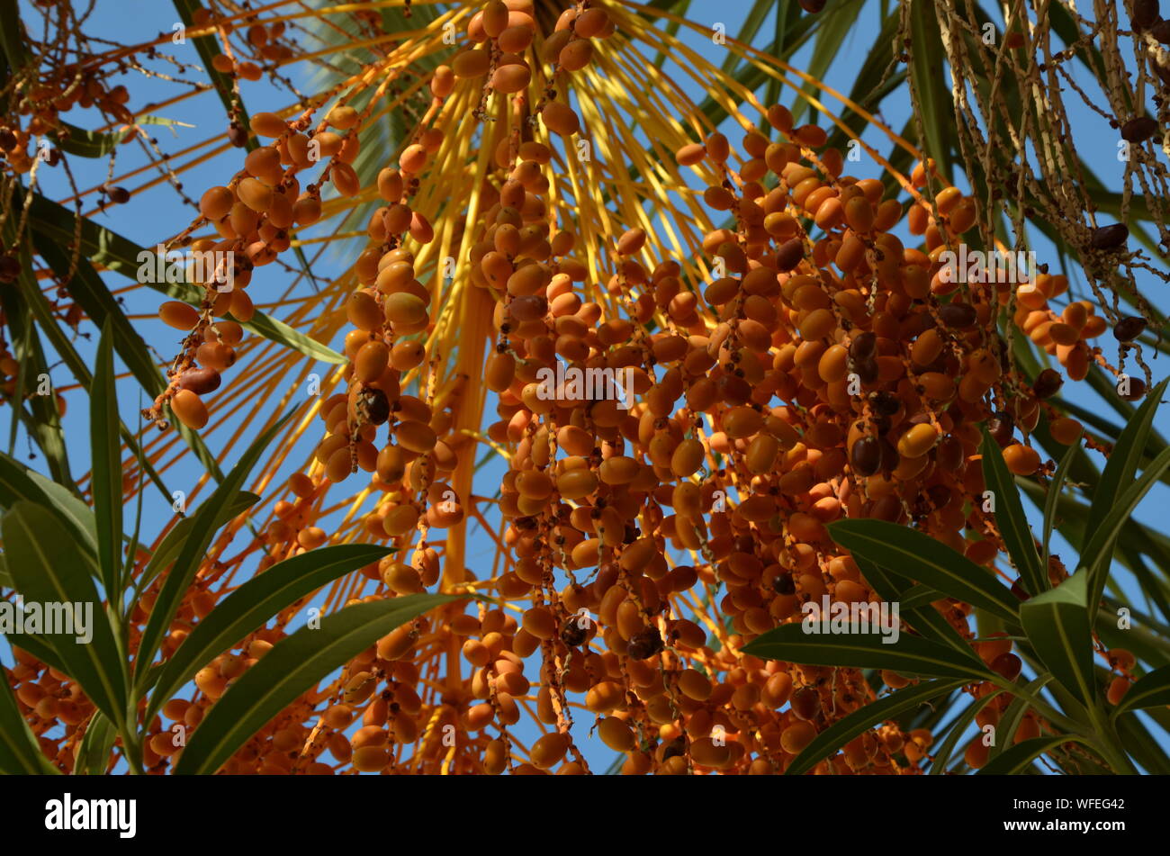 Dates in palm tree hi-res stock photography and images - Alamy