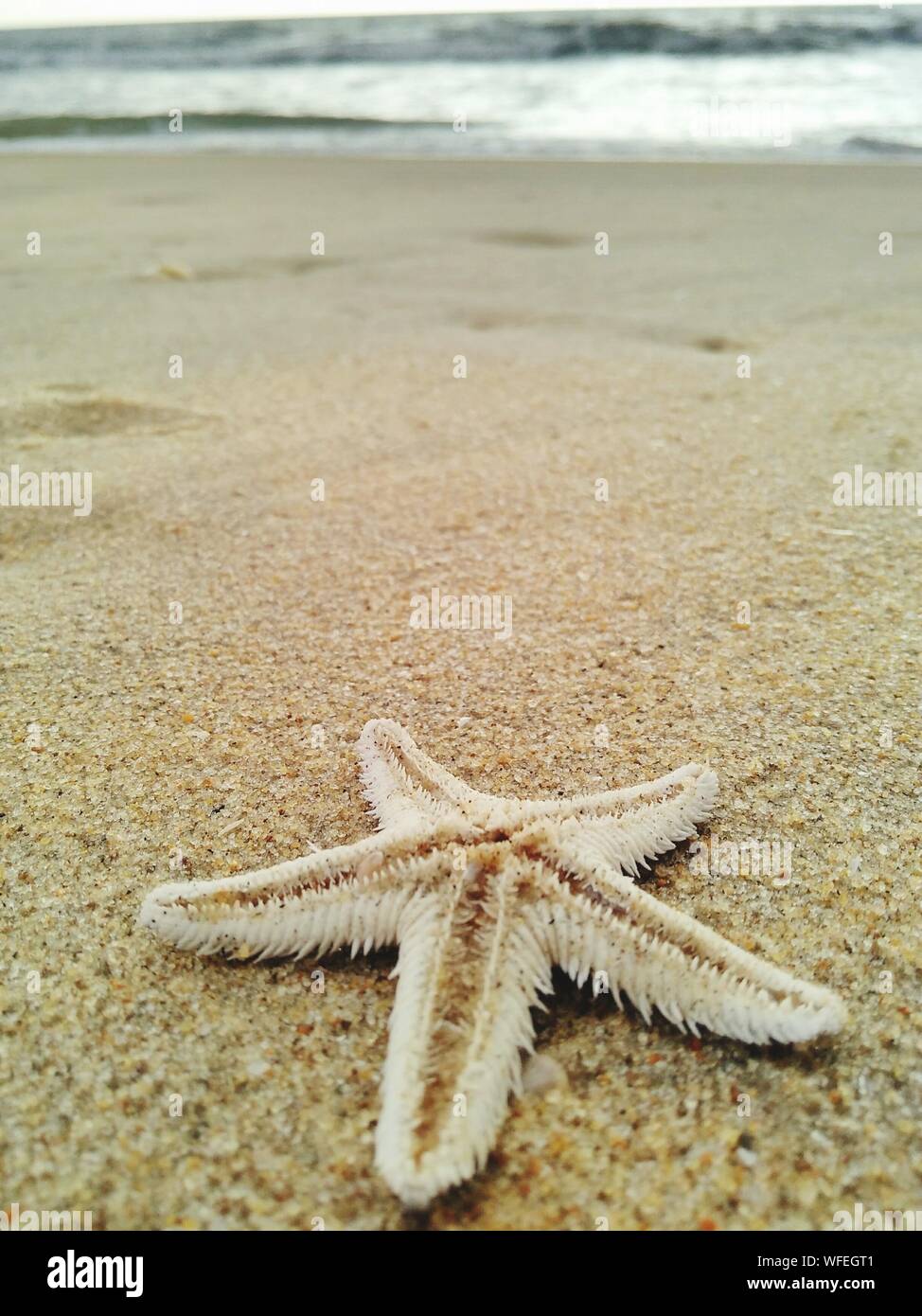 Dead starfish shore hi-res stock photography and images - Alamy