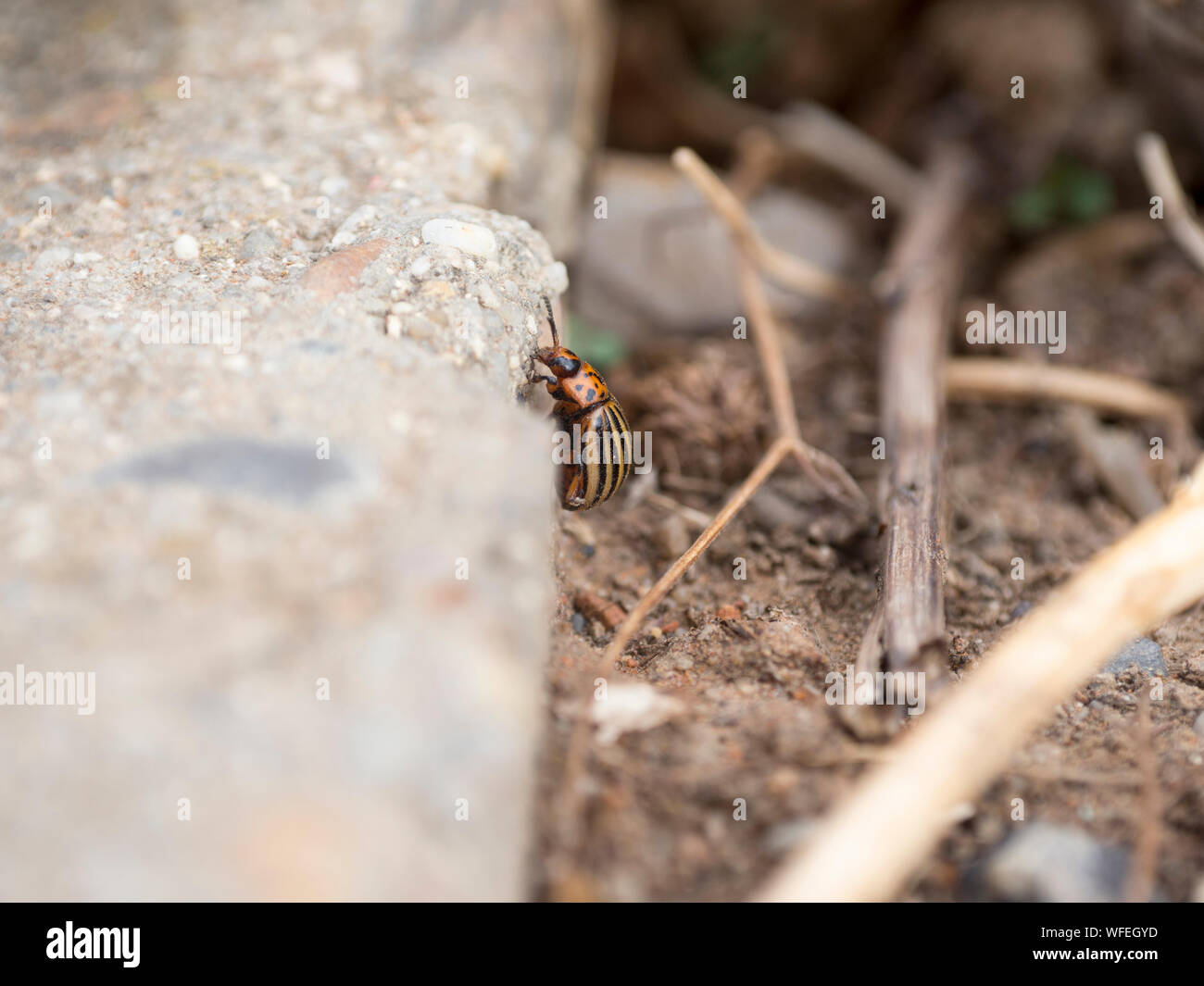 Bug on rock hi-res stock photography and images - Alamy