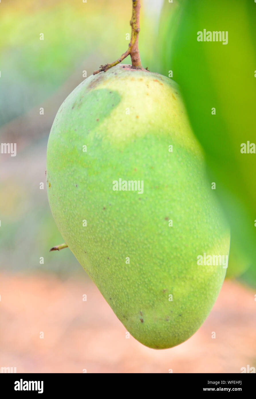 Mango Tree Trunk High Resolution Stock Photography and Images - Alamy