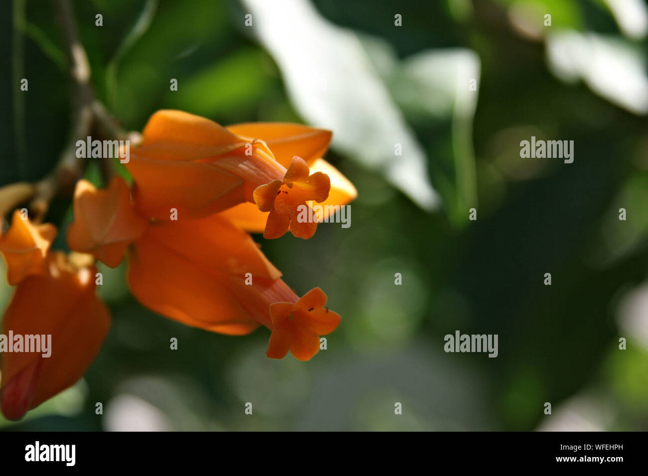 Delicate Gold Finger Flower Stock Photo - Alamy