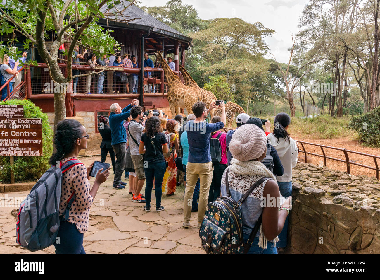Tourists at the Giraffe Centre with Rothschild's giraffes being fed at ...