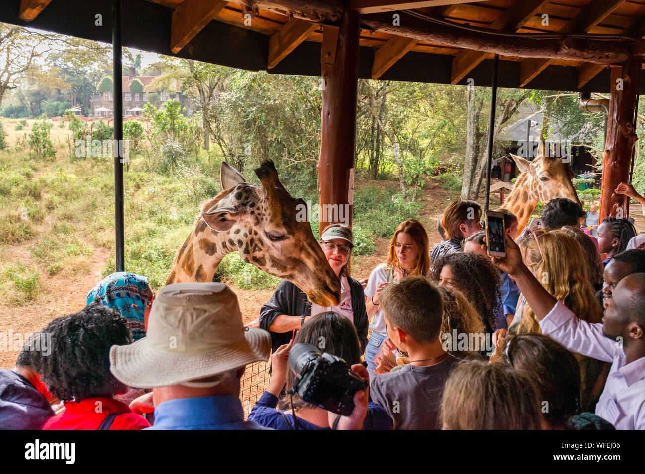 Tourists at the Giraffe Centre with Rothschild's giraffes being fed at ...