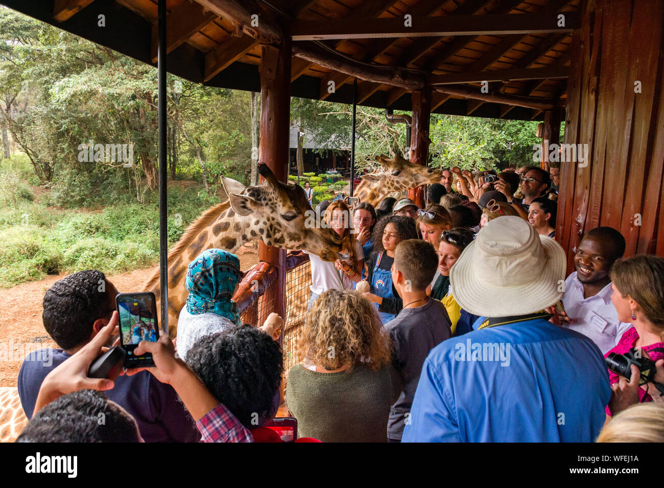 Tourists at the Giraffe Centre with Rothschild's giraffes being fed at ...