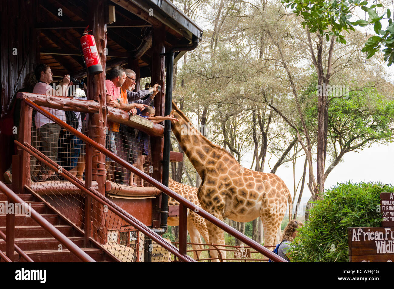 Tourists at the Giraffe Centre with Rothschild's giraffes being fed at ...