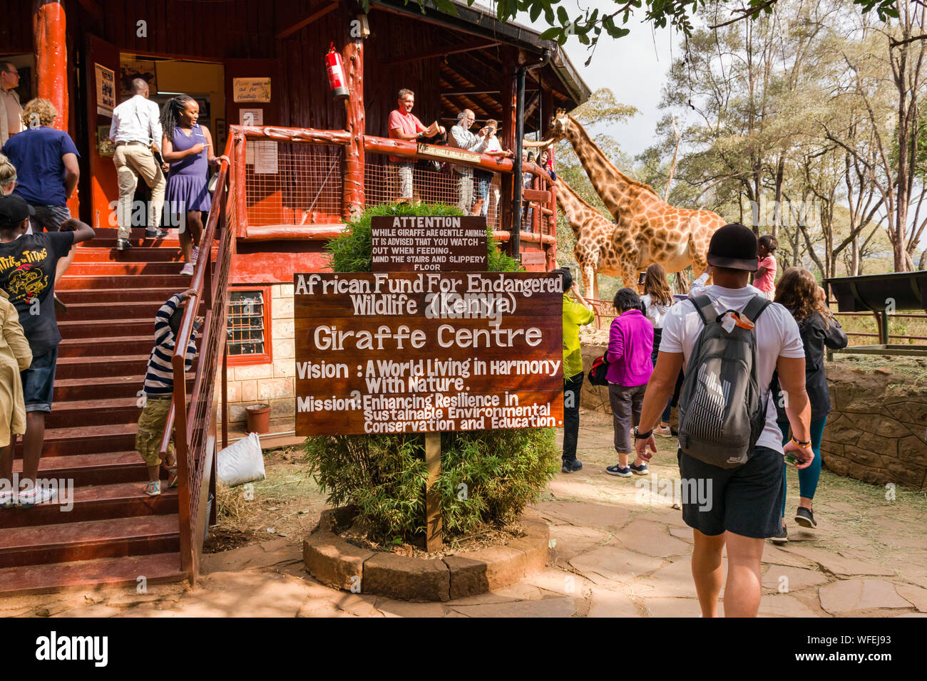 Tourists at the Giraffe Centre with Rothschild's giraffes being fed at ...