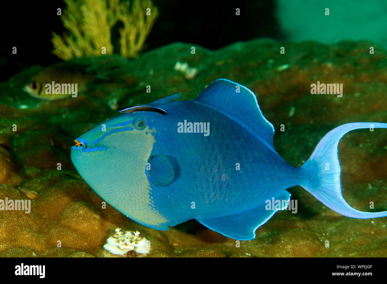 Redtooth triggerfish being cleaned by cleaner wrasses, Labroides ...