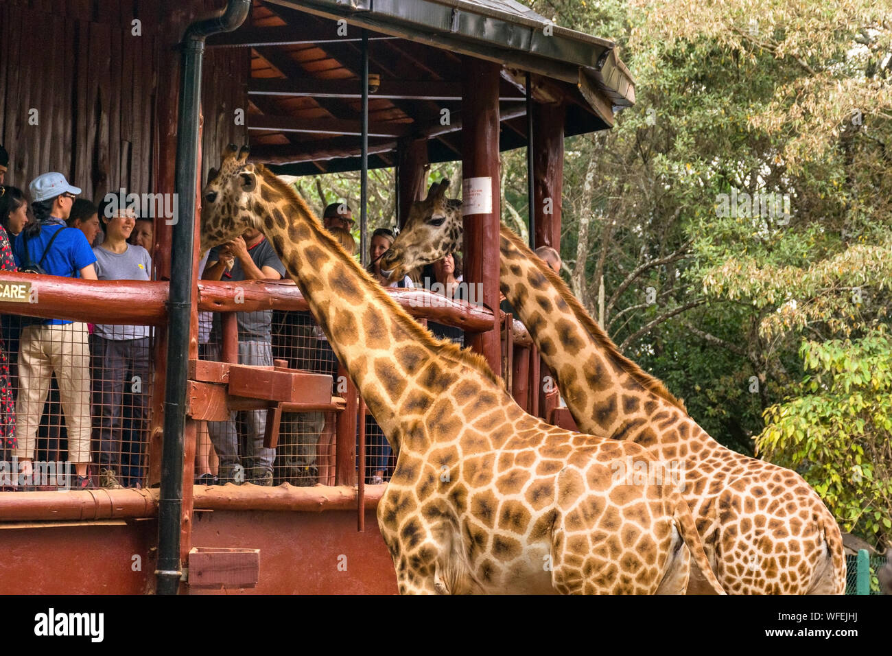 Tourists at the Giraffe Centre with Rothschild's giraffes being fed at ...
