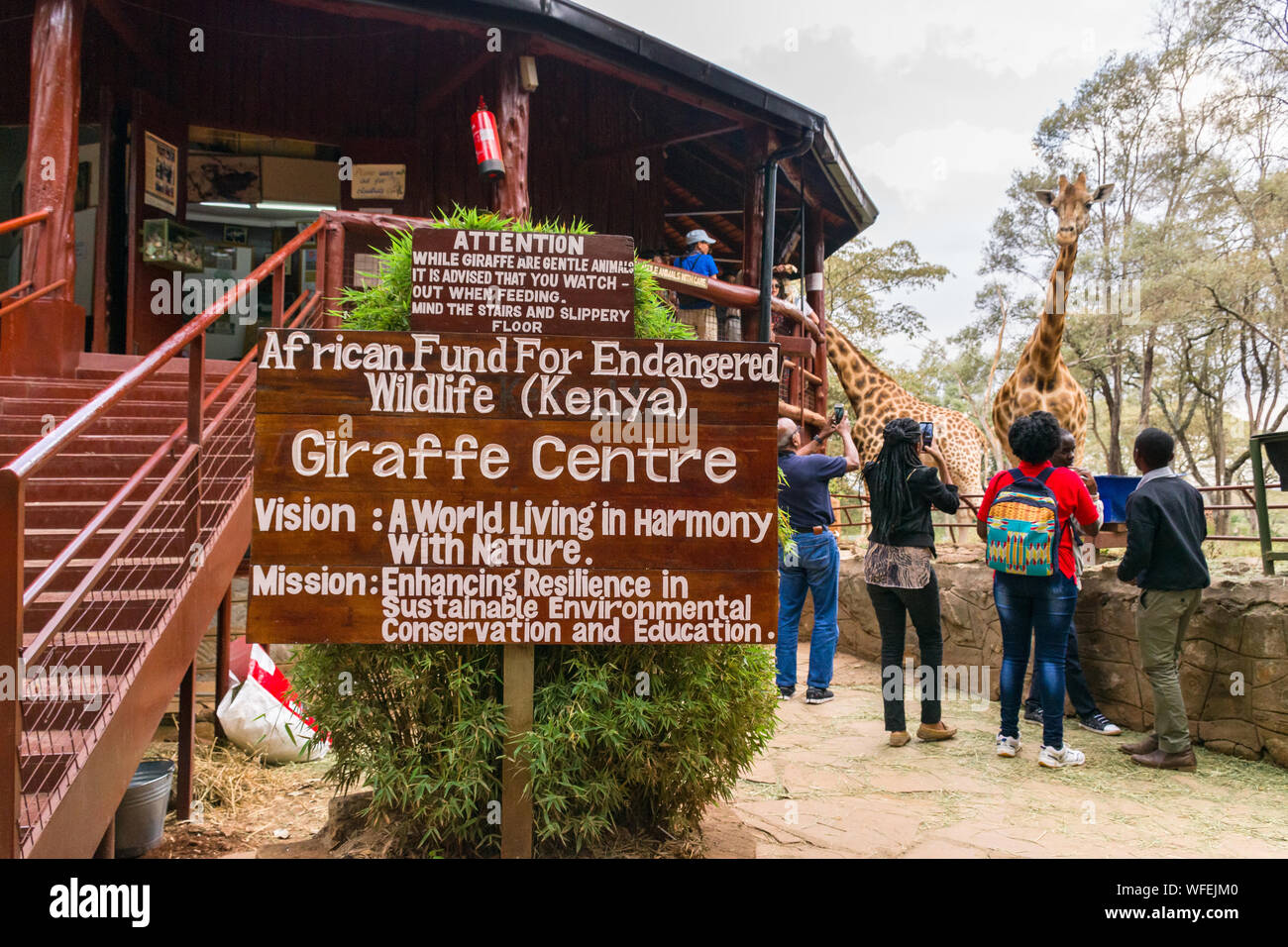 Tourists at the Giraffe Centre with Rothschild's giraffes being fed at ...