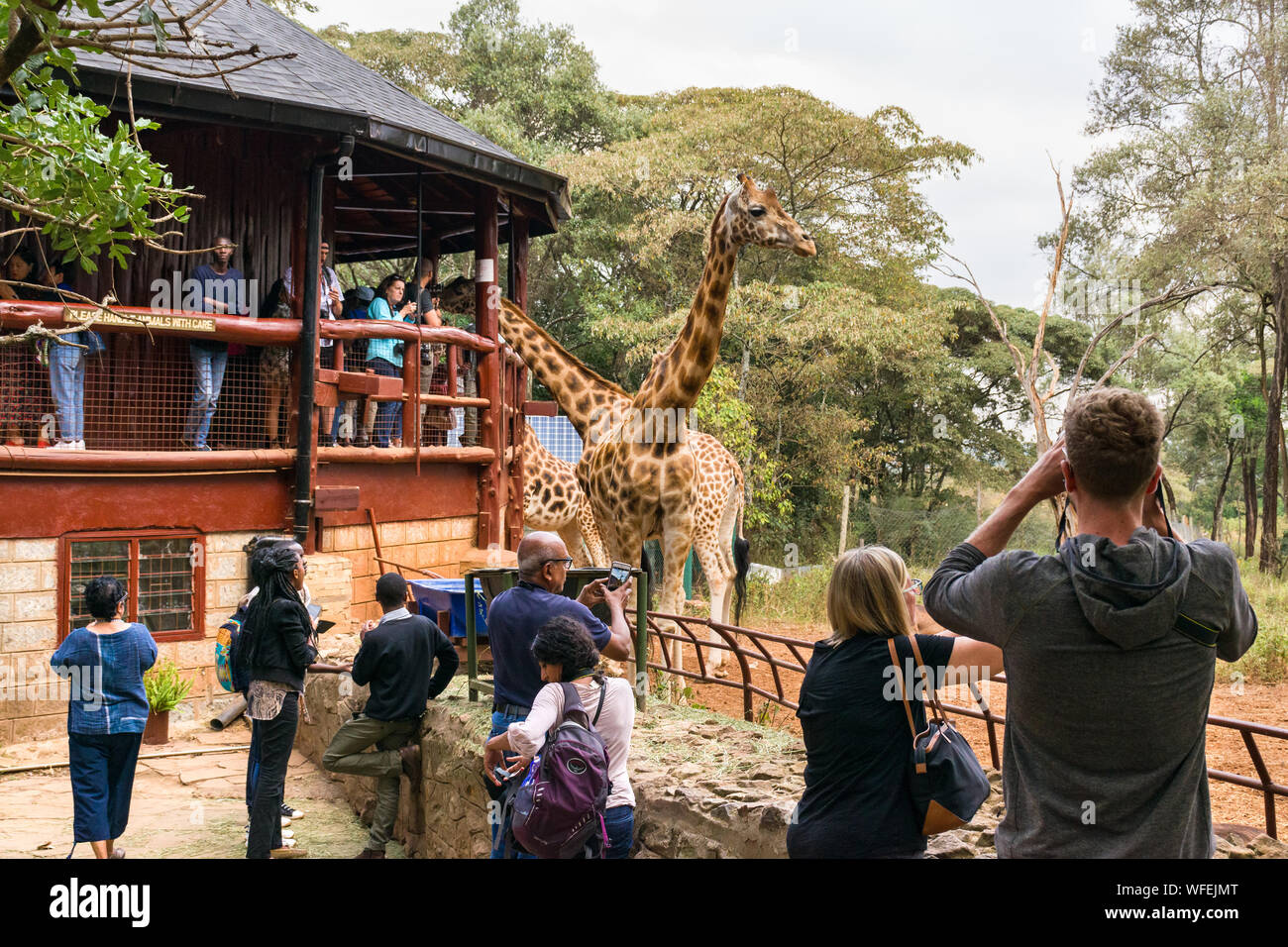 Tourists at the Giraffe Centre with Rothschild's giraffes being fed at ...