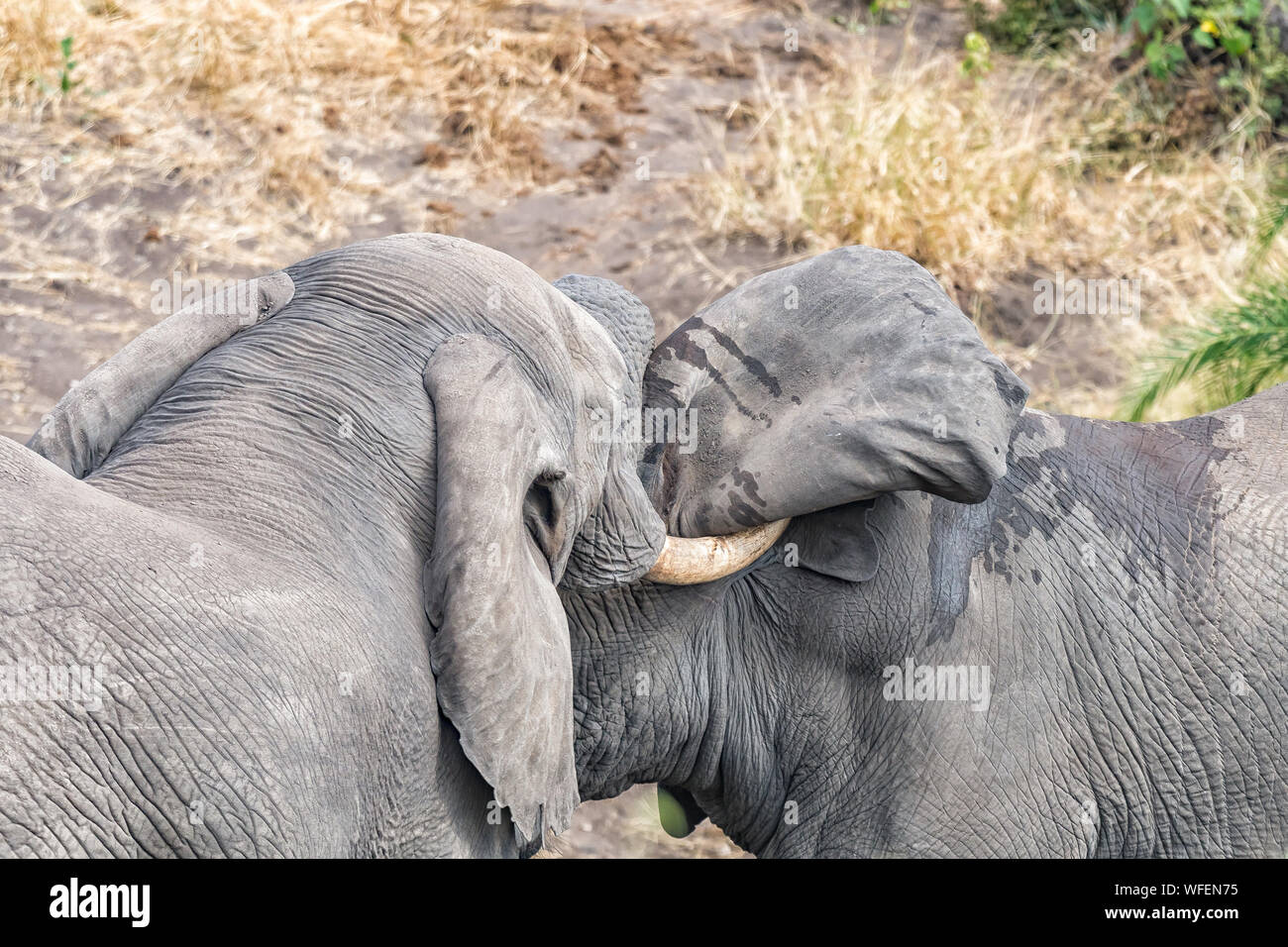 Elephants testing hi-res stock photography and images - Alamy