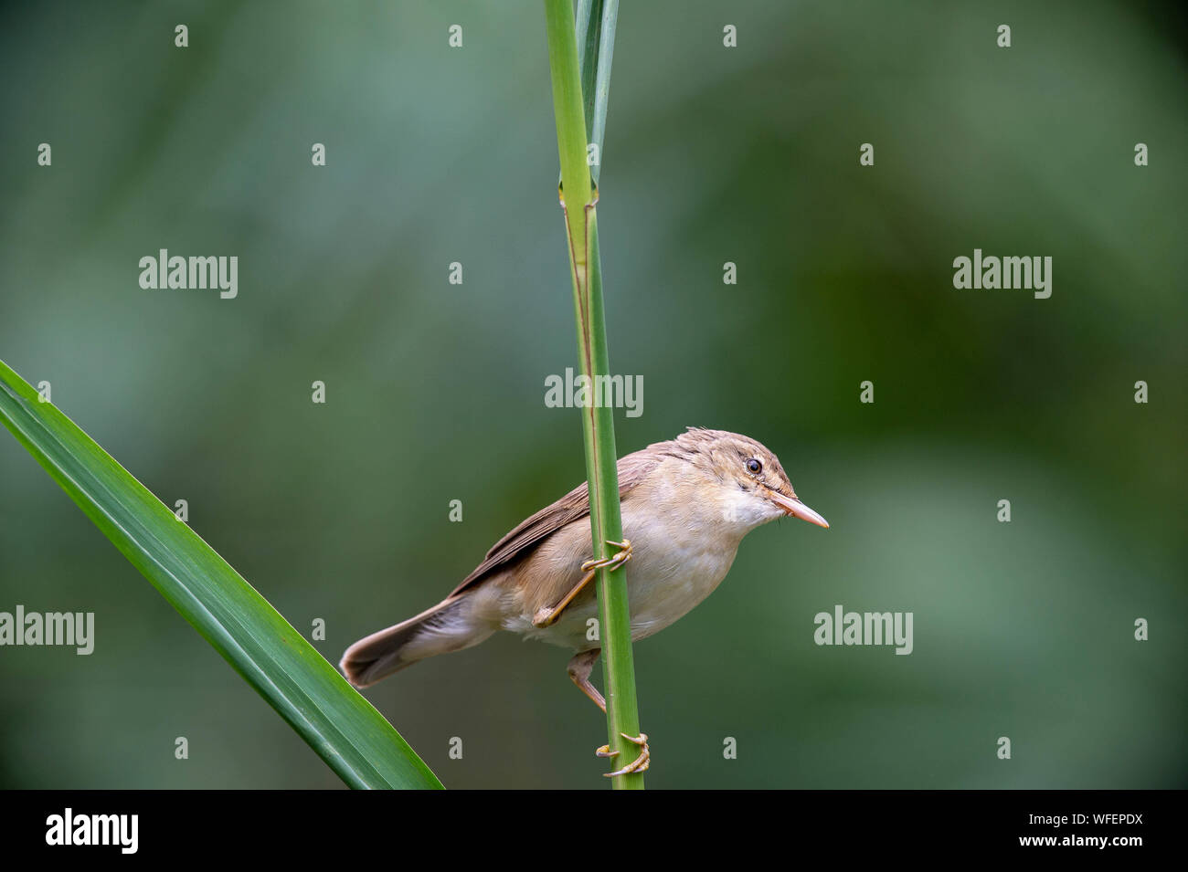 Marsh Warbler, Acrocephalus palustris Stock Photo - Alamy