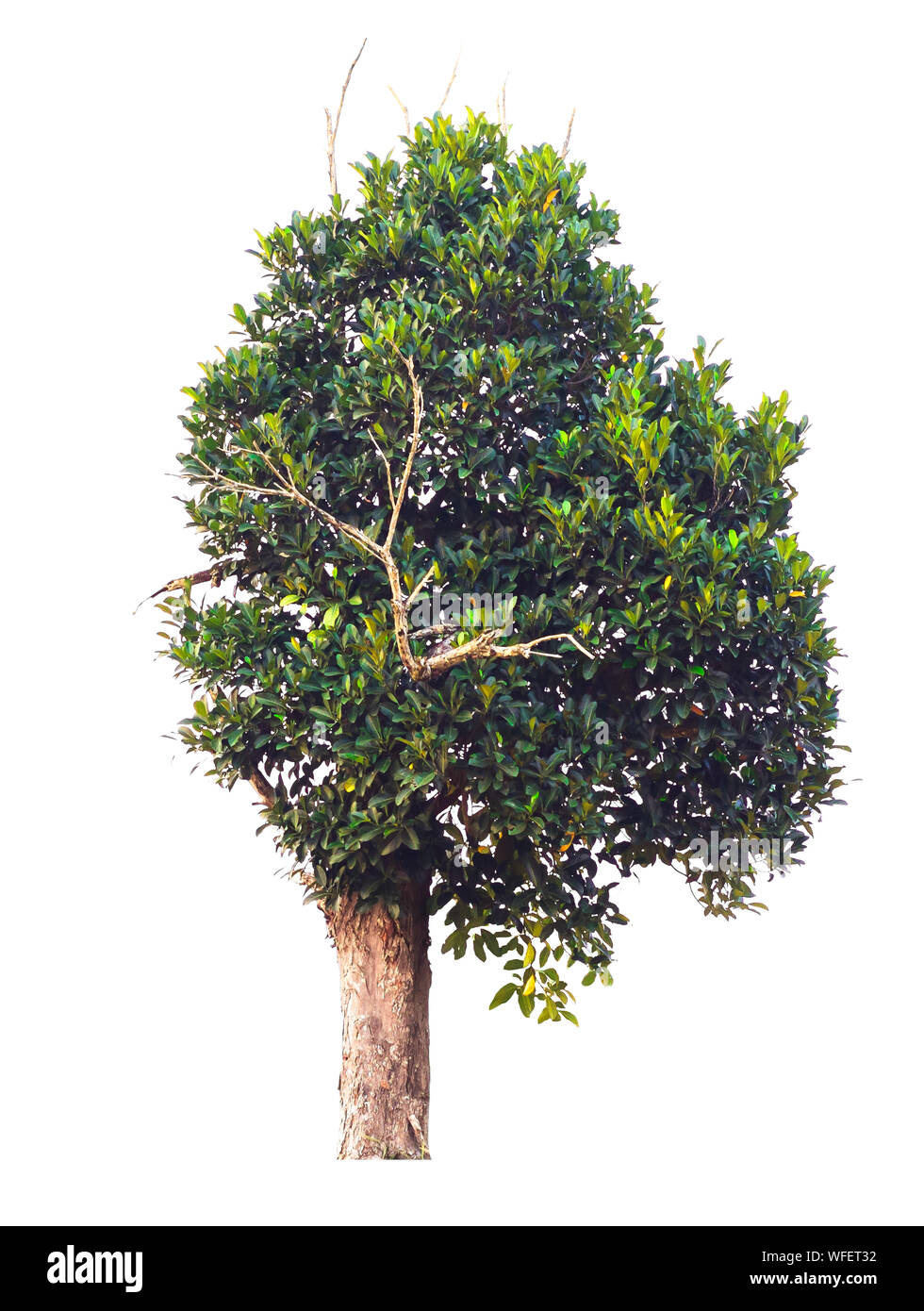 Tree white background cut hi-res stock photography and images - Alamy