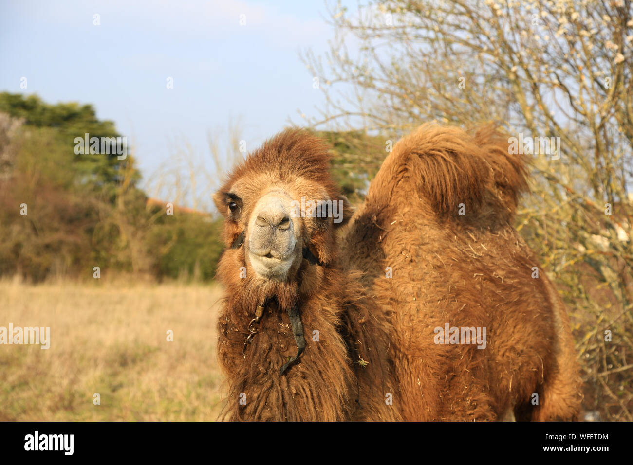 Brown camel portrait High Resolution Stock Photography and Images - Alamy