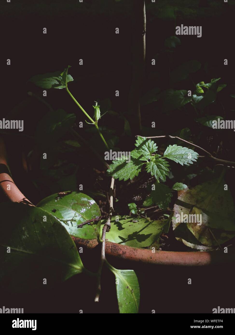 Close pot hi-res stock photography and images - Alamy