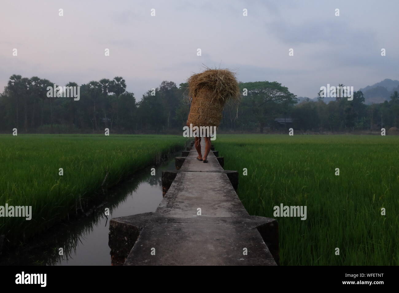 Man Carrying Rice Paddy Field High Resolution Stock Photography and ...