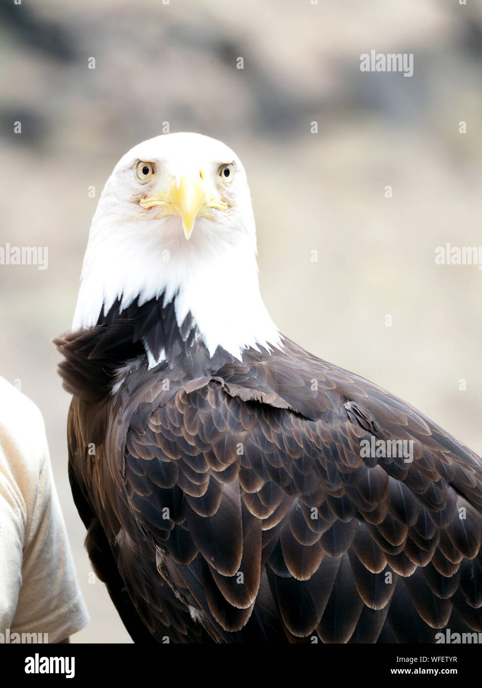 Real eagle hi-res stock photography and images - Alamy