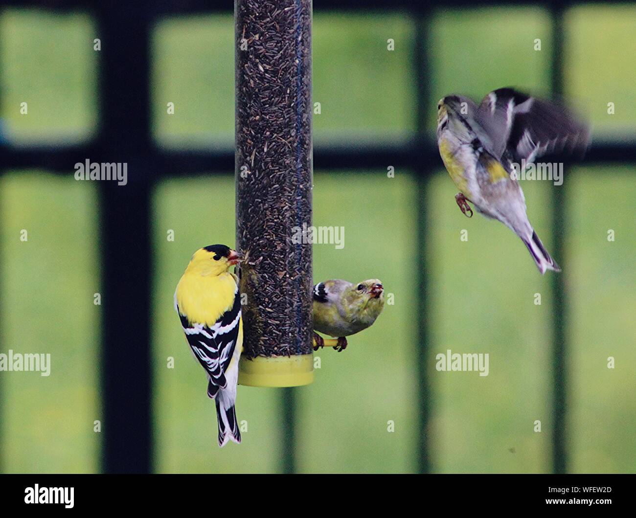 Animals of the canaries hi-res stock photography and images - Alamy