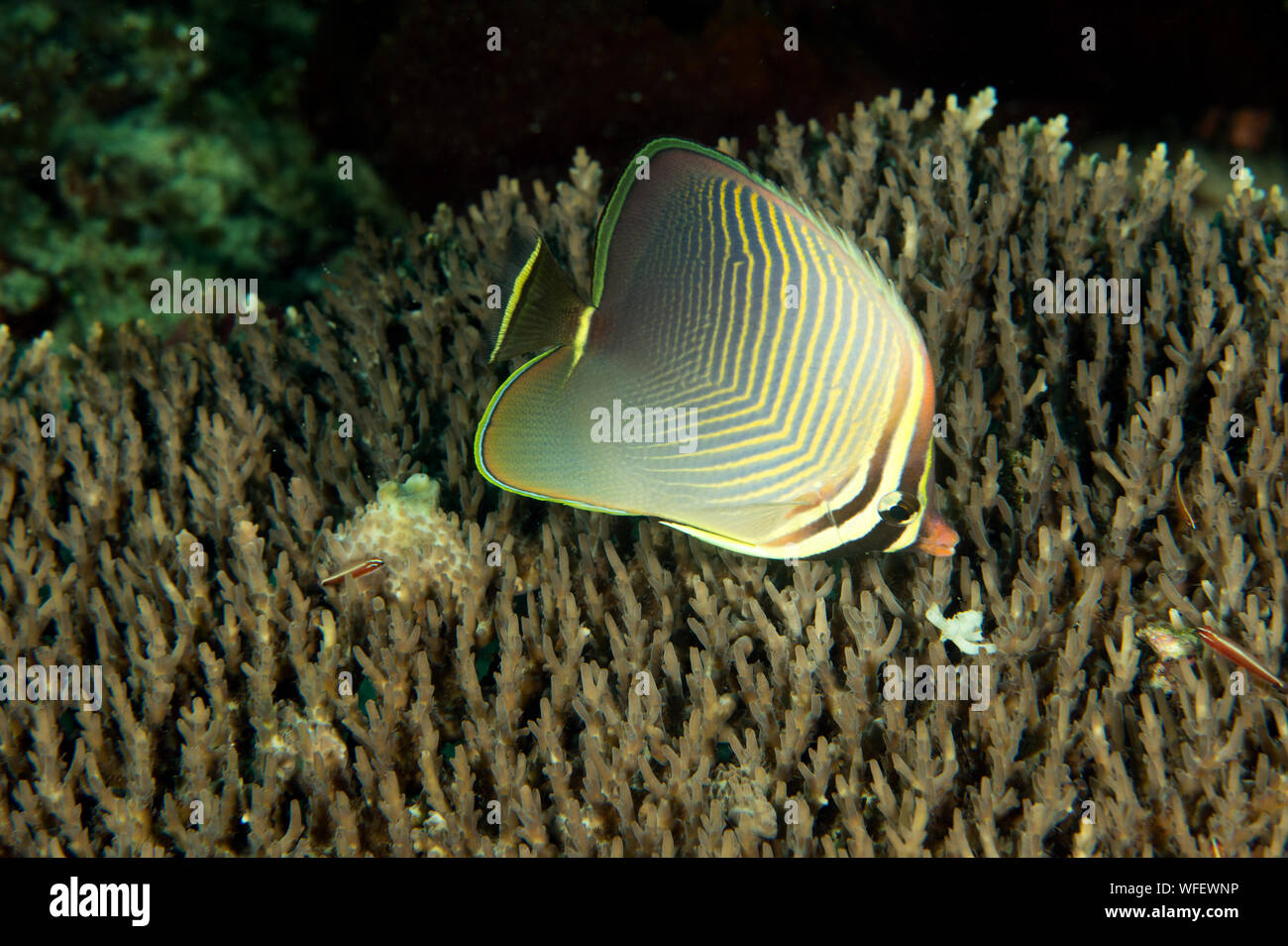 Mpa triangular hi-res stock photography and images - Alamy