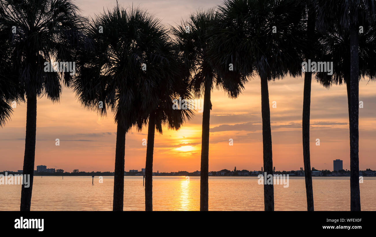 Palm trees at Sunset in Siesta Key beach, Florida Stock Photo - Alamy