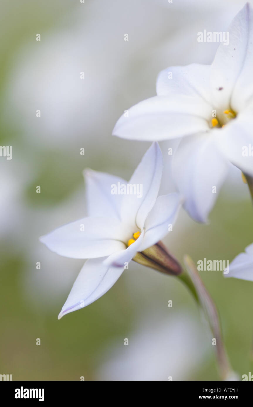 White ipheion hi-res stock photography and images - Alamy
