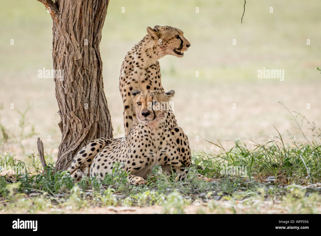 Cheetah in the tree hi-res stock photography and images - Alamy