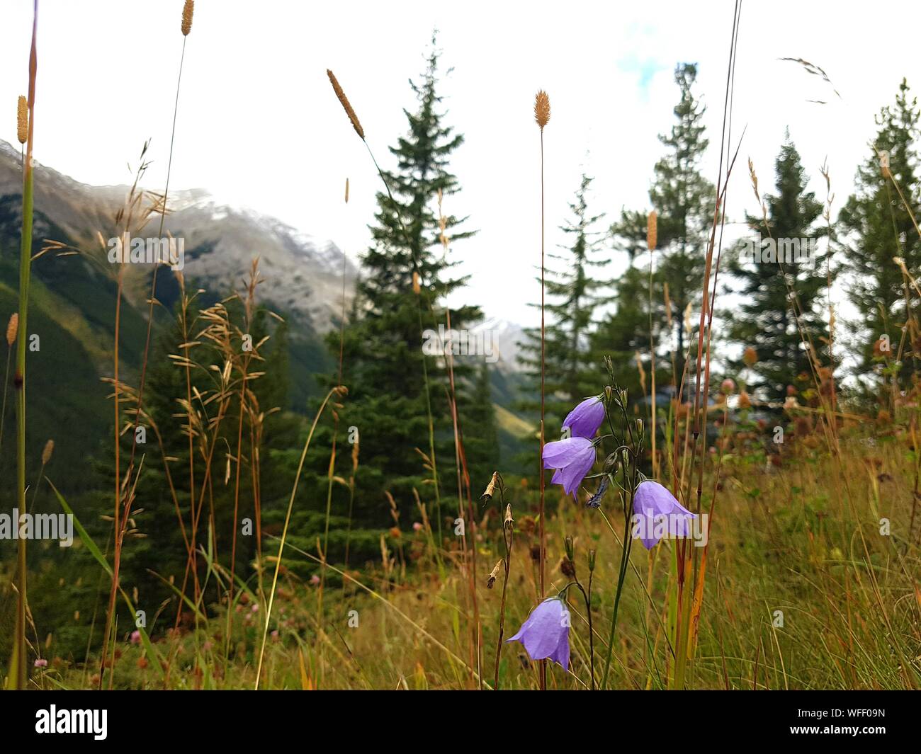 Flying birds over flower hi-res stock photography and images - Alamy