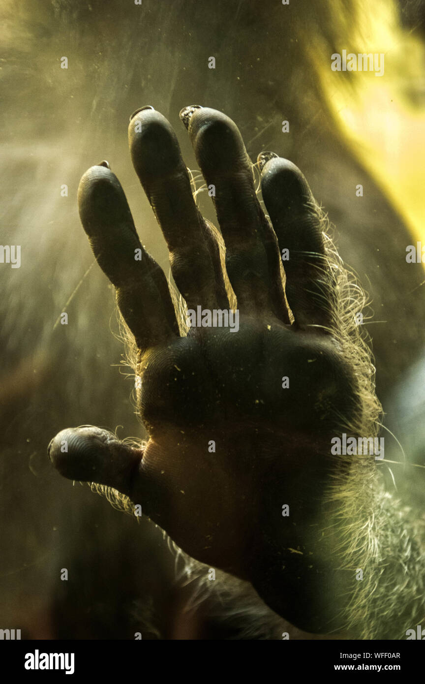 Primate hand close up hi-res stock photography and images - Alamy