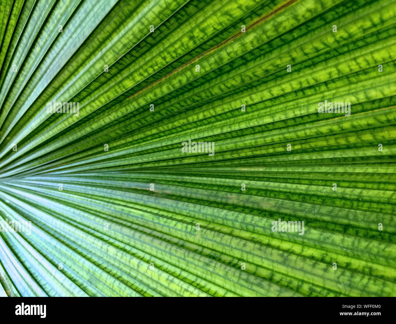 Buri leaves hi-res stock photography and images - Alamy