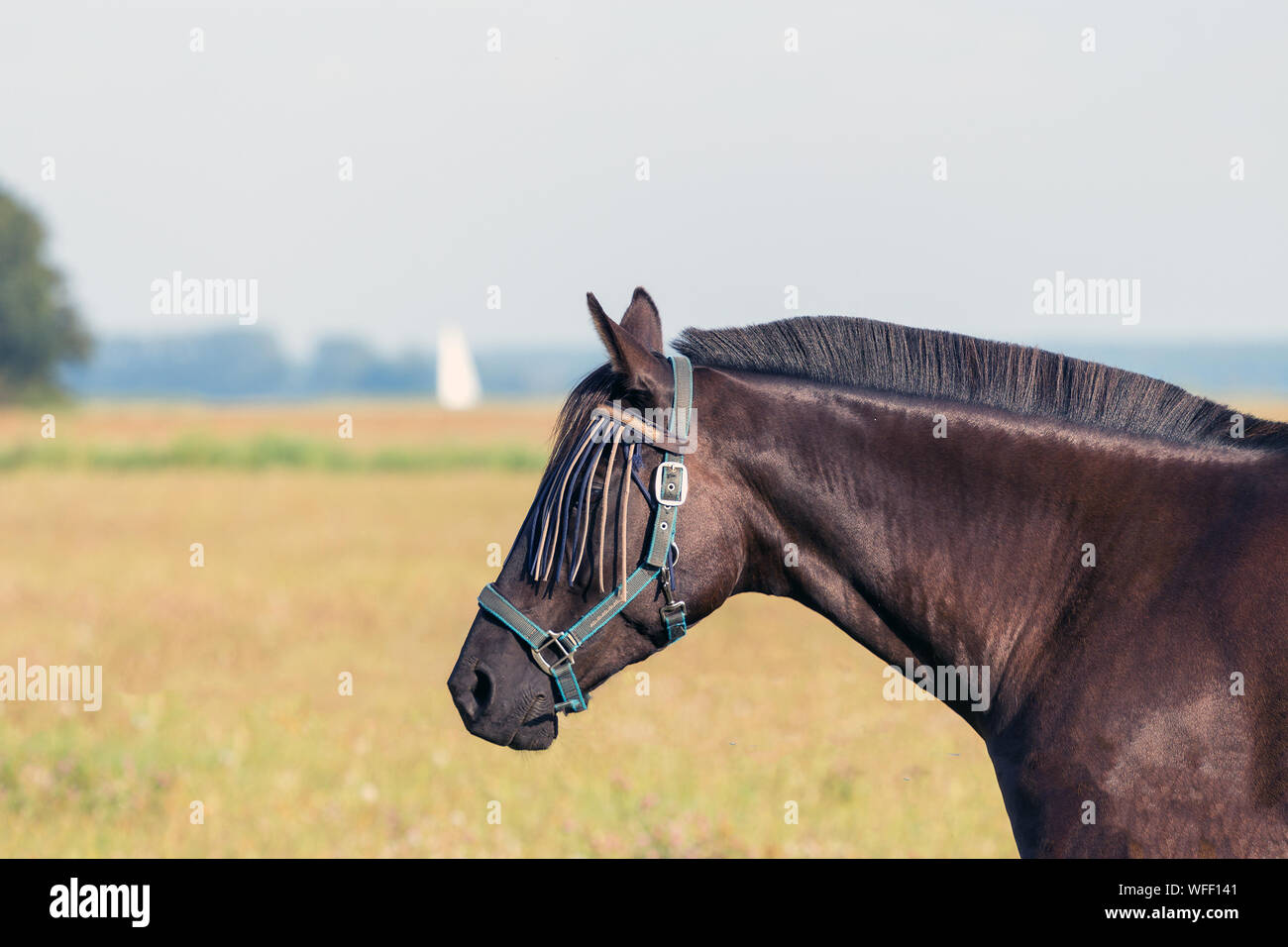 Close up profile of horse bridle hi-res stock photography and images ...
