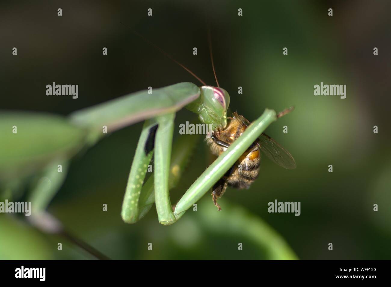 Mantis eating hi-res stock photography and images - Alamy