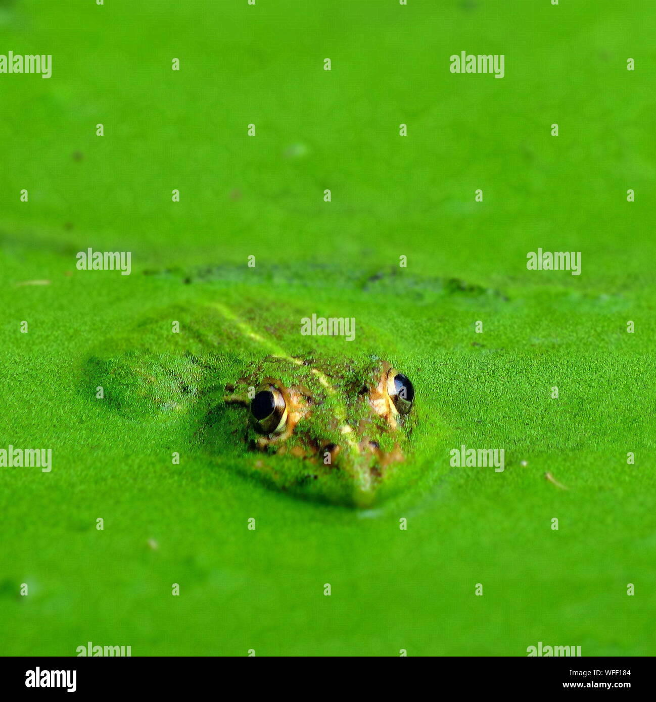 Moss frog family hi-res stock photography and images - Alamy