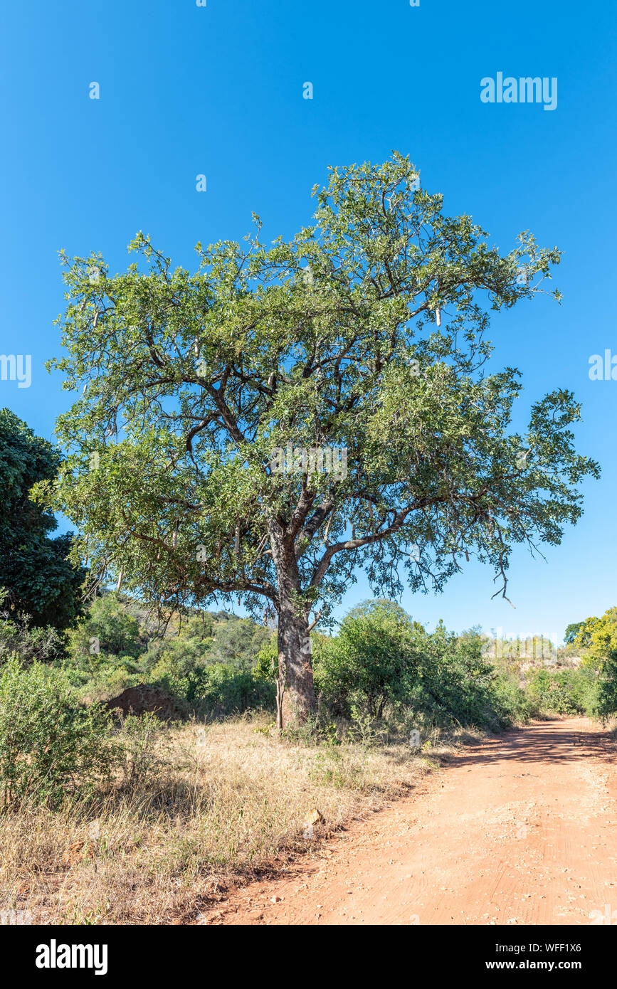 Kigelia africana hi-res stock photography and images - Alamy